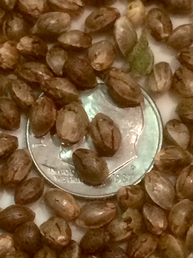 CaliBest420Seeds